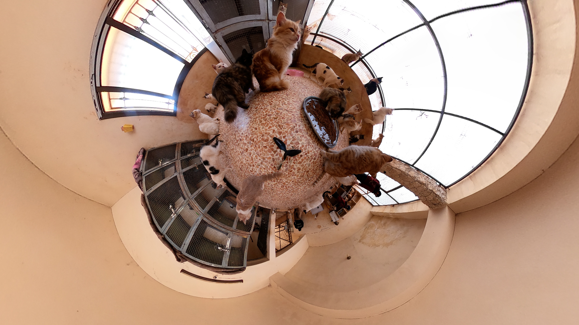 Ernesto’s Sanctuary for Syrian Cats